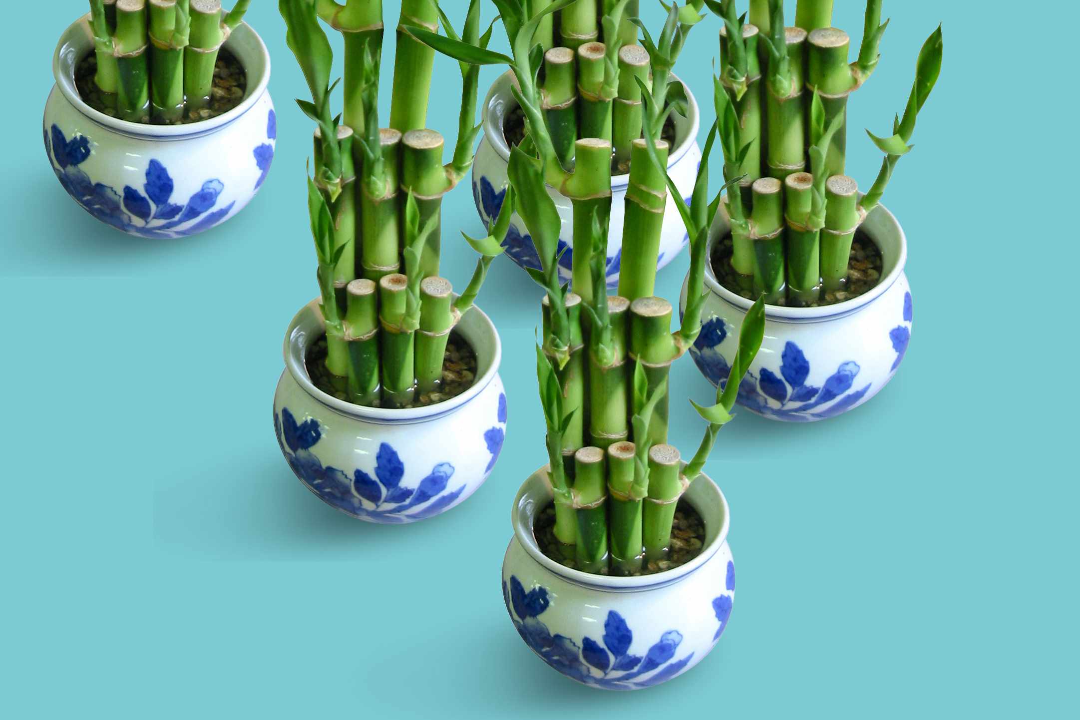 How to Care for Your Lucky Bamboo Plant So It Thrives All Year Round