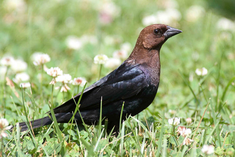 What Are Cowbirds? And How To Keep Them Away
