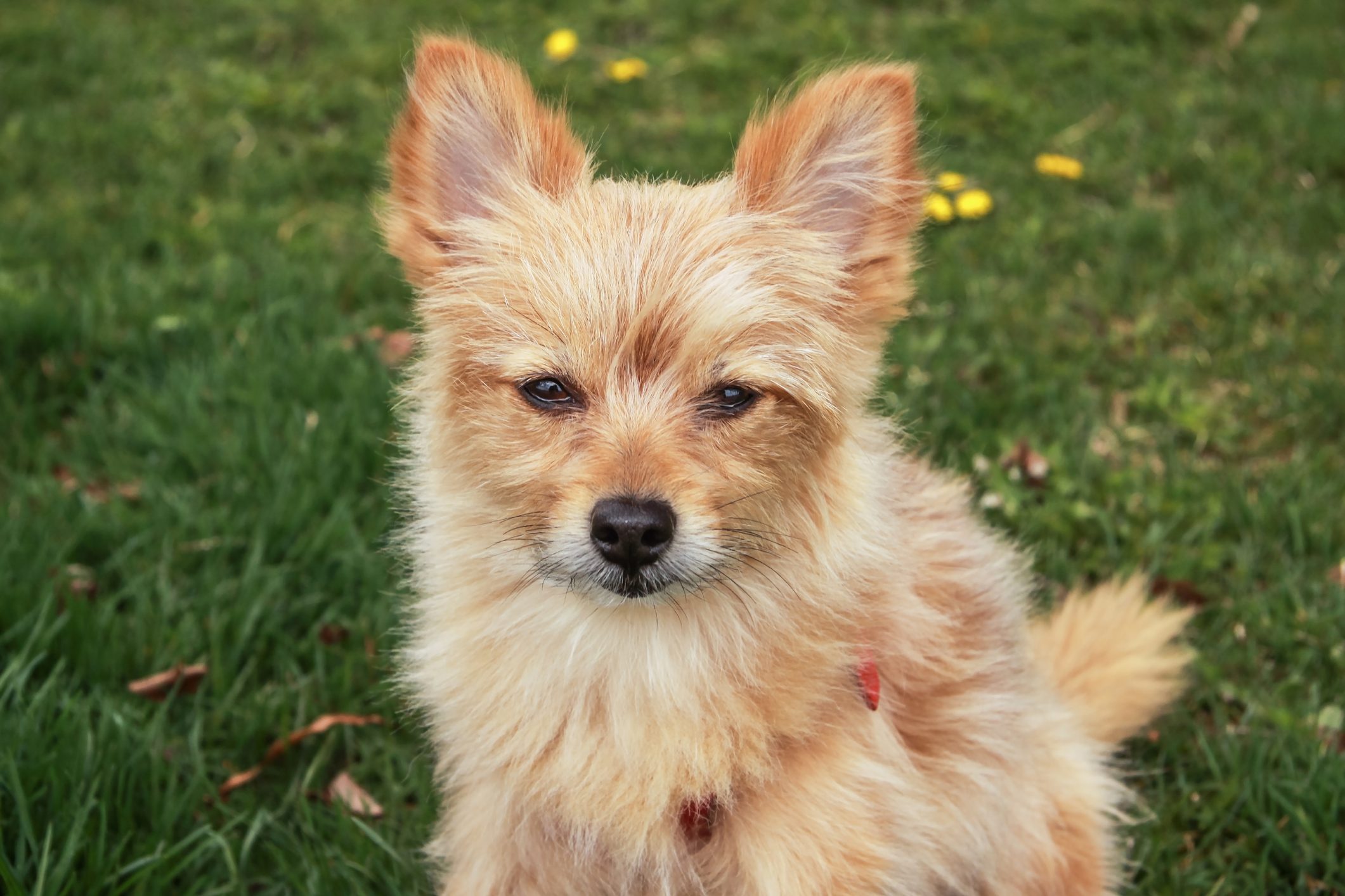 24 Cute Mixed-Breed Dogs You’ll Wish Were Yours