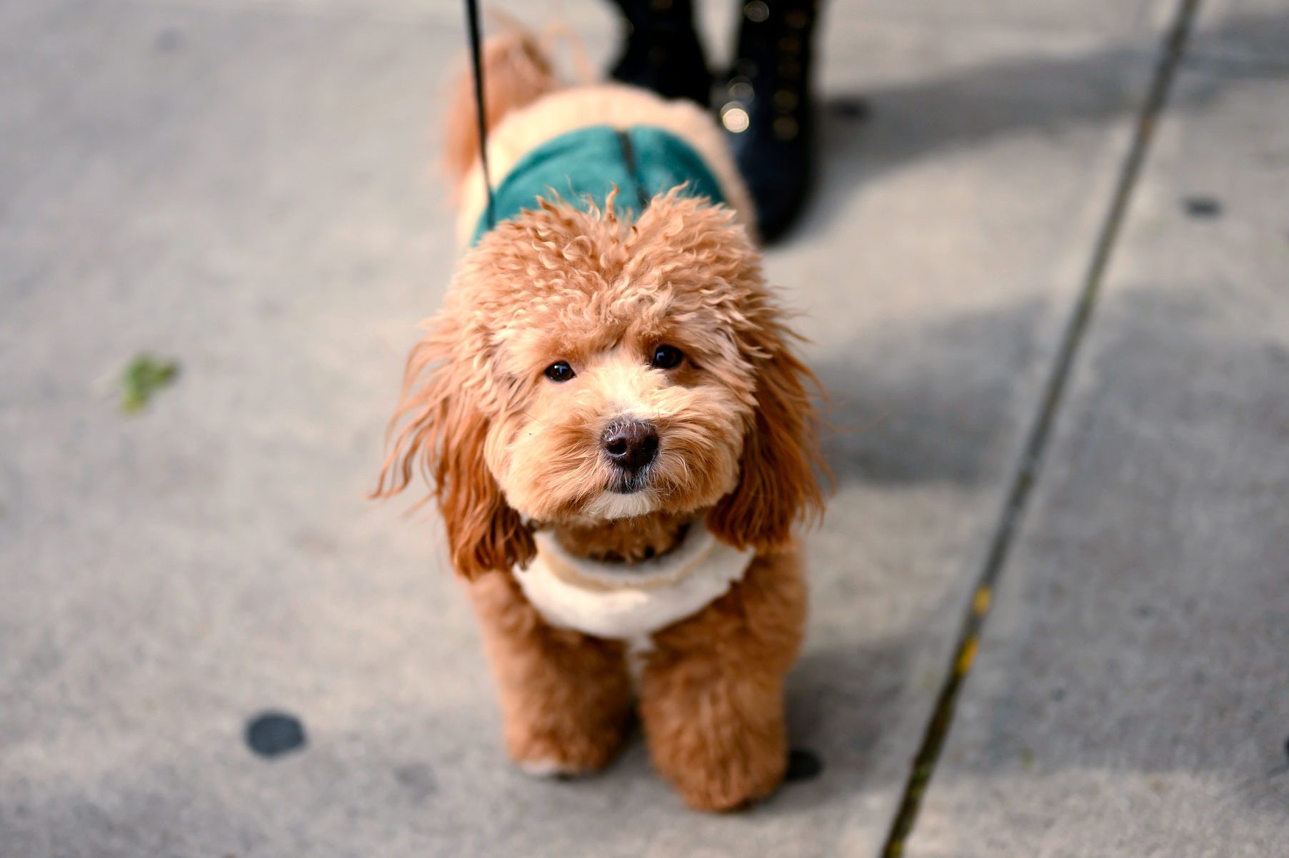24 Lovable Mixed-Breed Dogs You’ll Want to Bring Home