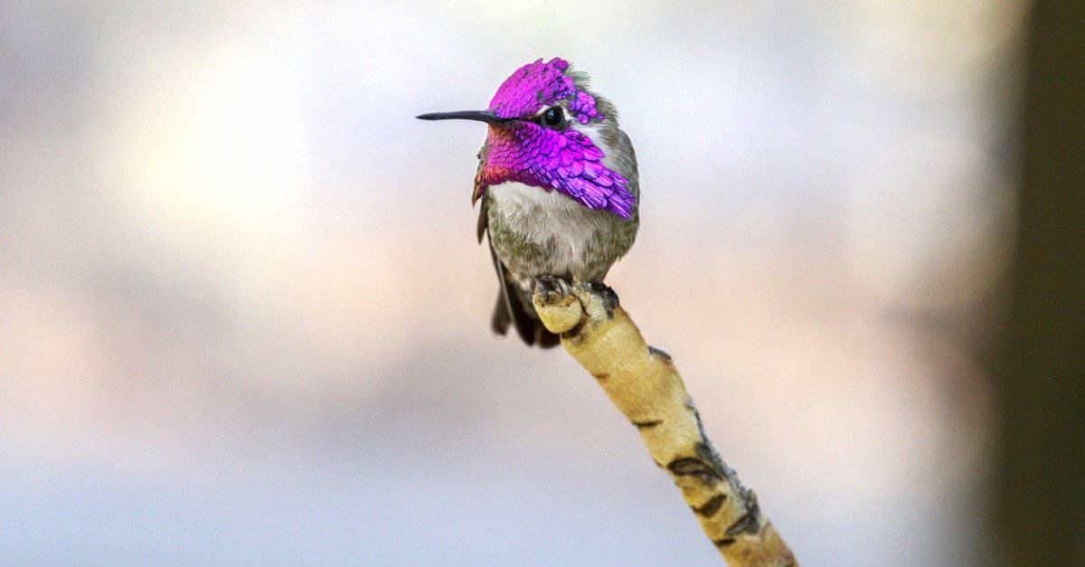 10 Stunning Creatures That Are Naturally Purple