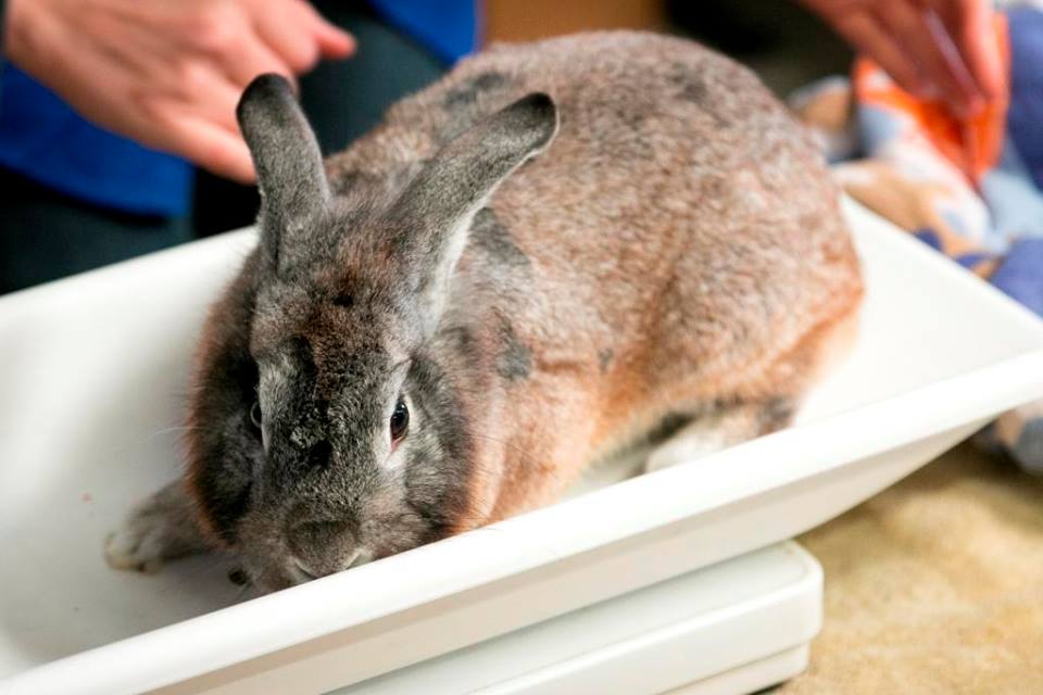 Rabbit Rescue Places 30 Bunnies in San Diego, But Needs More Help Due ...