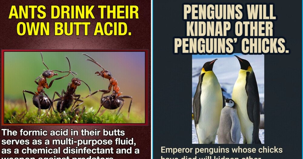 33 Kinda of Frightening Facts About Seemingly Normal Animals