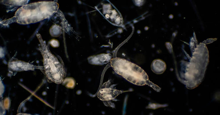 What Do Plankton Eat? Their Diet Explained