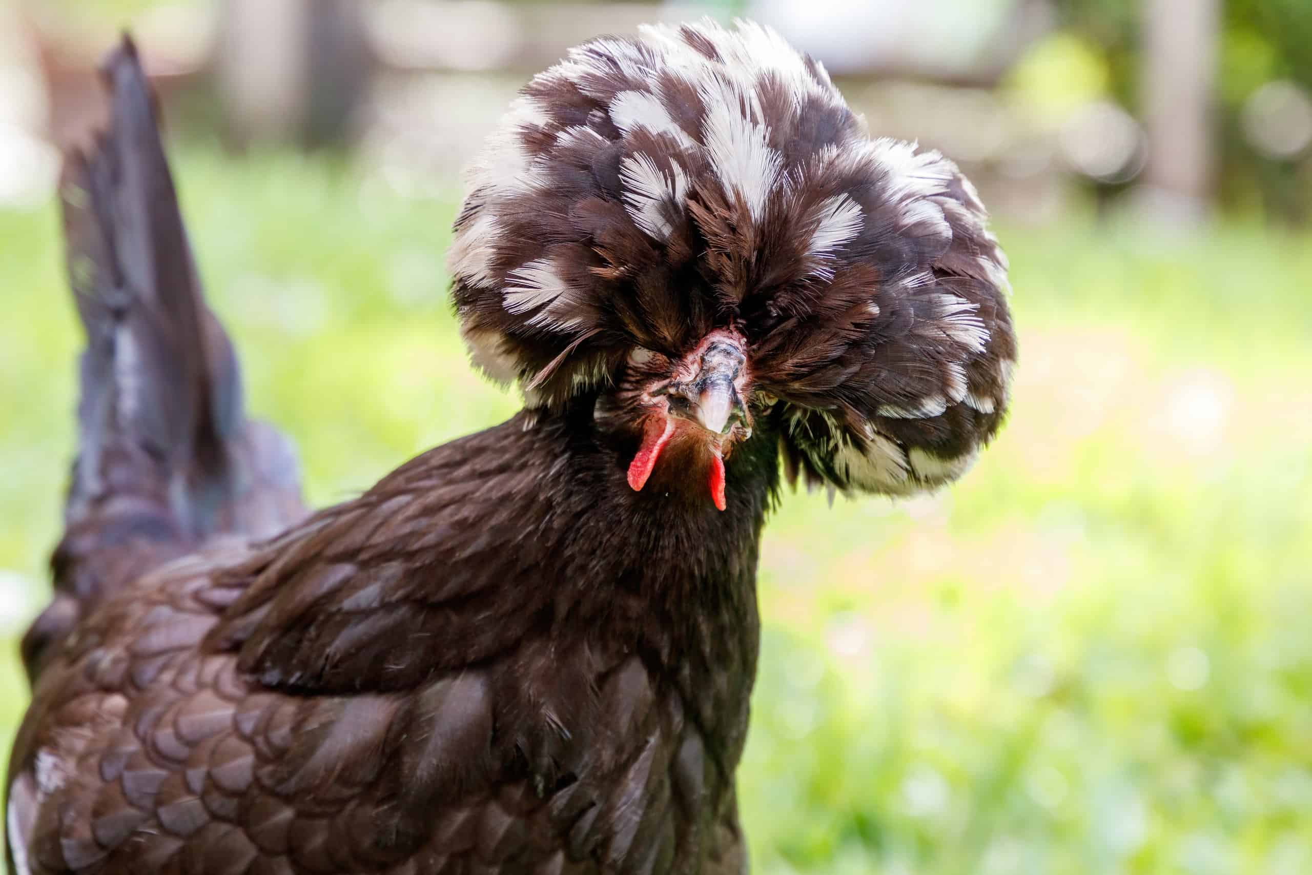 Meet the Rarest Chicken Breeds and Learn Where They Originated