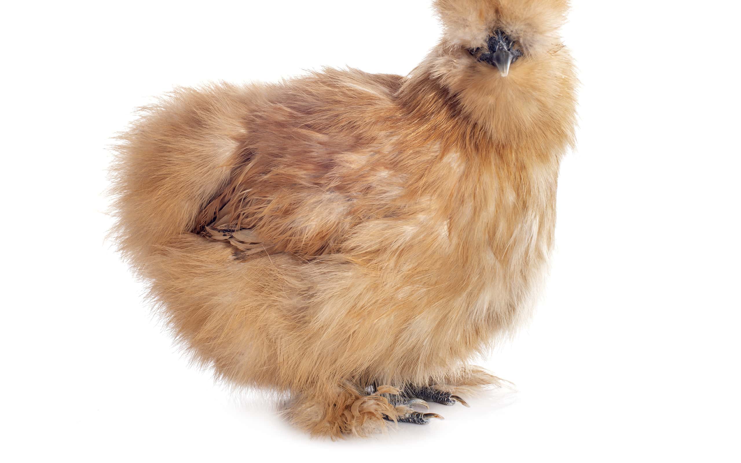Discover 12 Rare Chicken Breeds and Where They Live