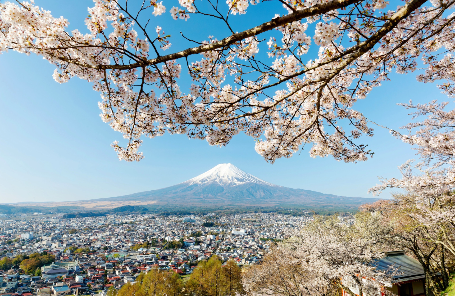 Hvad er streptokok-toksisk shocksyndrom, og hvorfor er Japan bekymret?