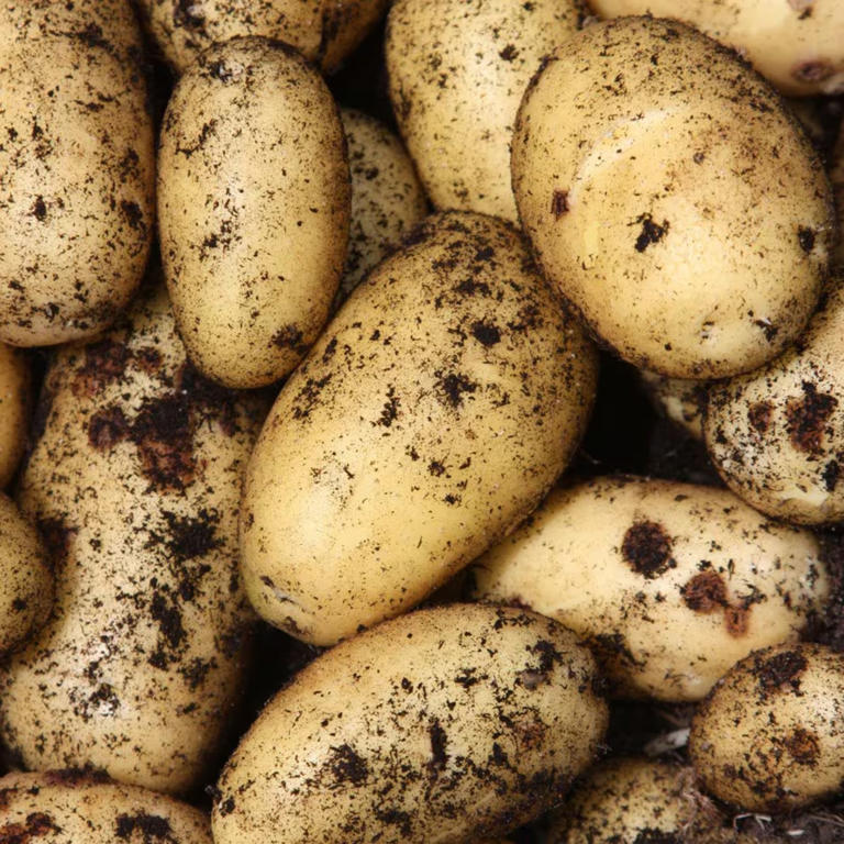 When to harvest potatoes – an expert guide to perfect potatoes every time