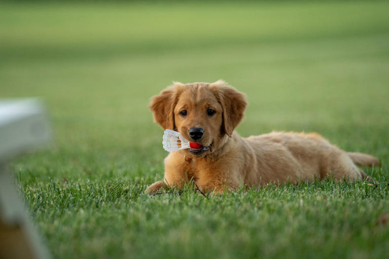 Como cuidar de um cachorro: 10 dicas para tutores