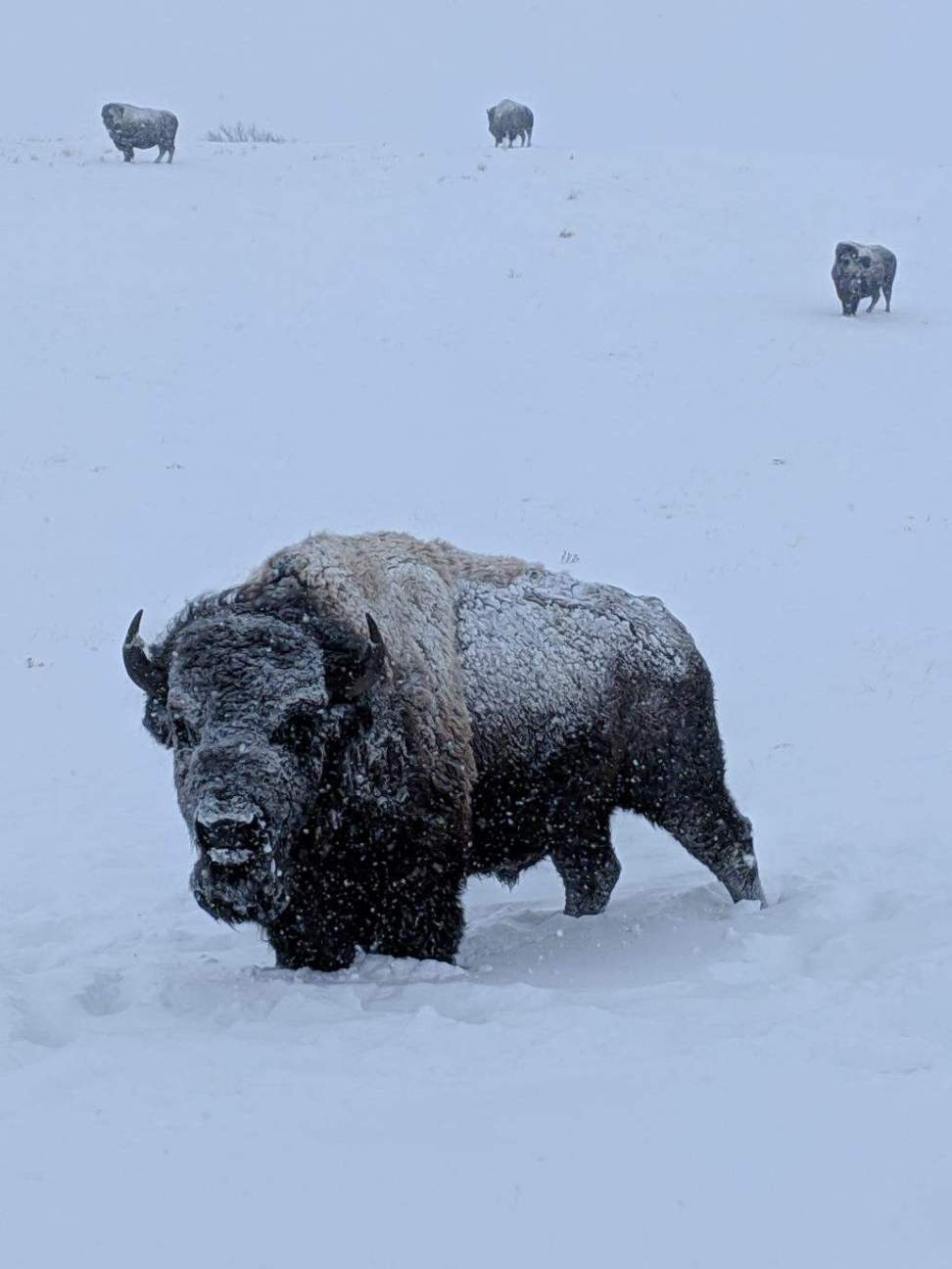 Commentary: In Defense of Integrity – Considerations for a True and ...