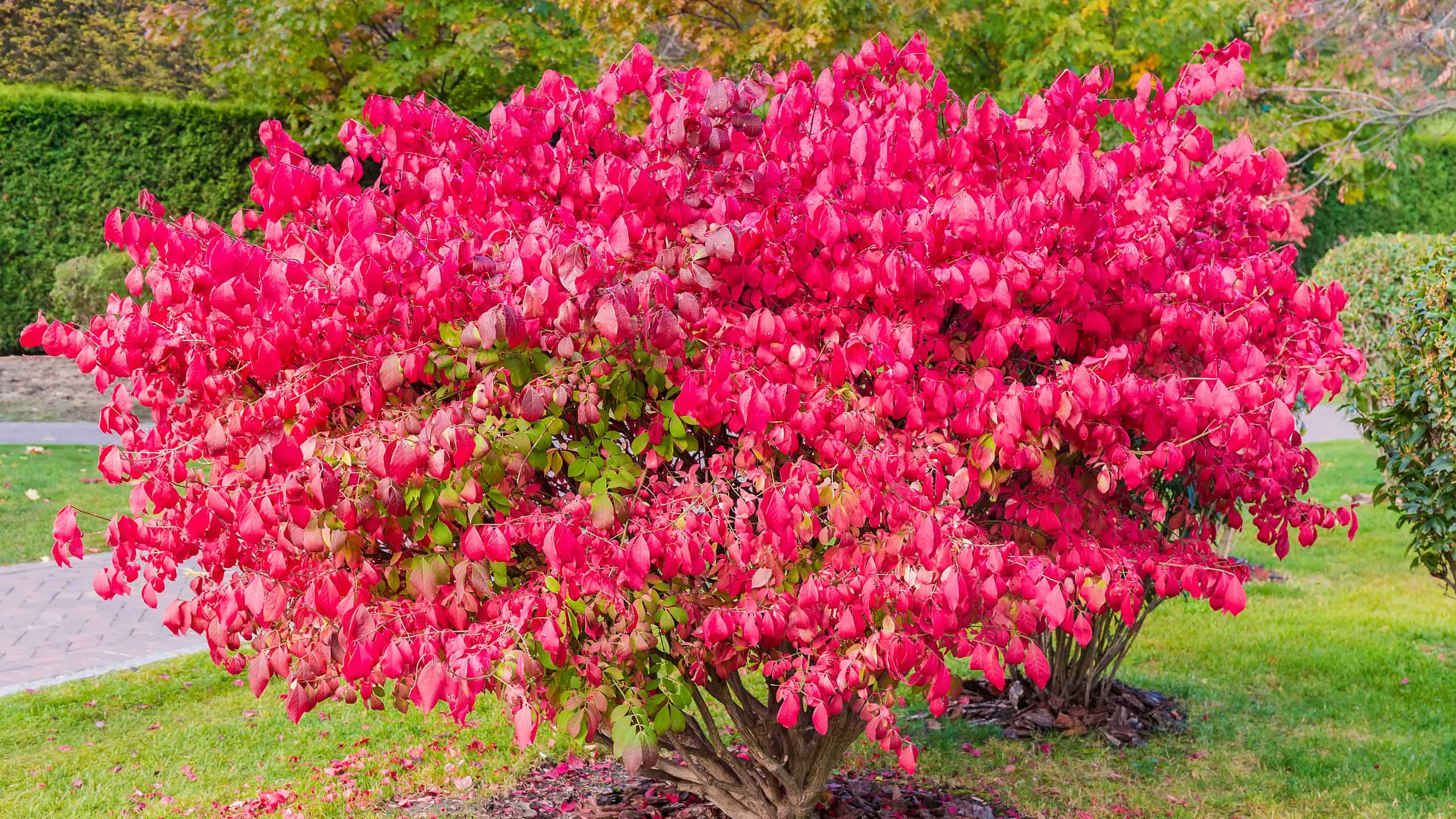The Best Fast-Growing Shrubs to Plant in the Fall