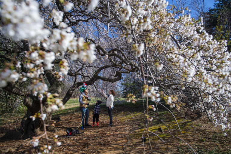A visitor’s guide to the 2025 National Cherry Blossom Festival in D.C.