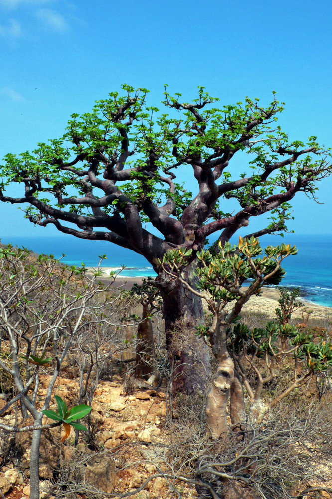 The fragrant history of incense