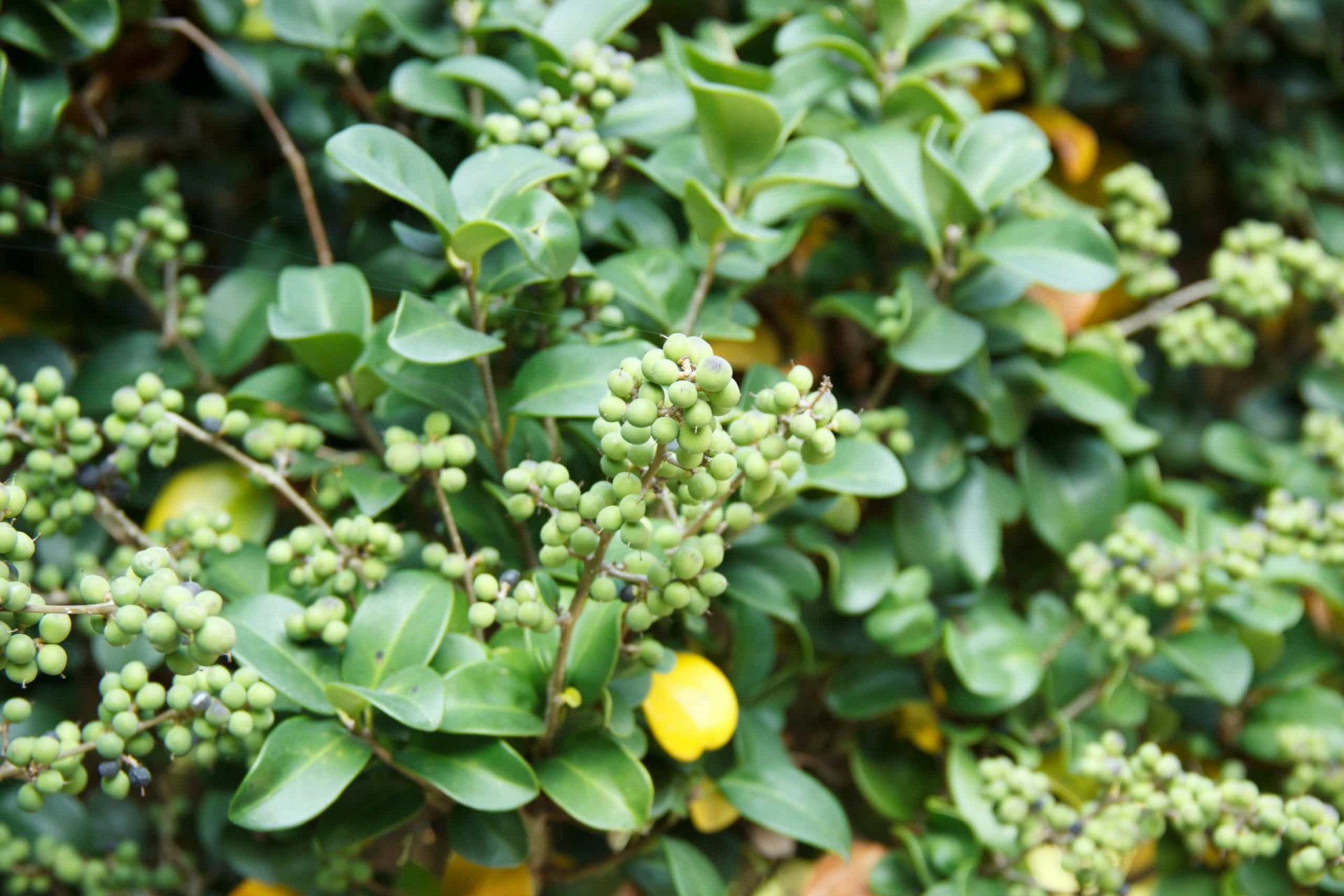 The fragrant history of incense