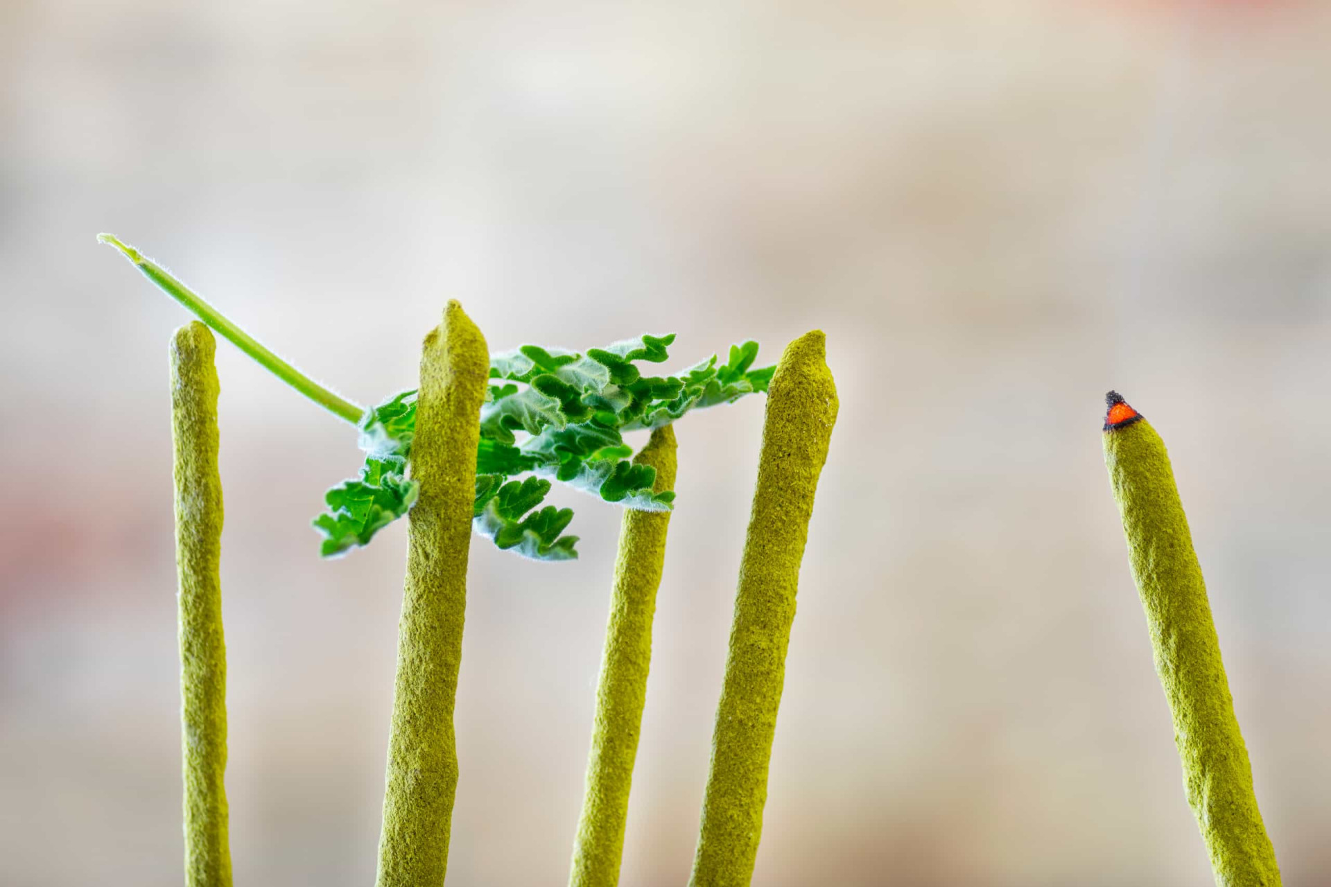The fragrant history of incense