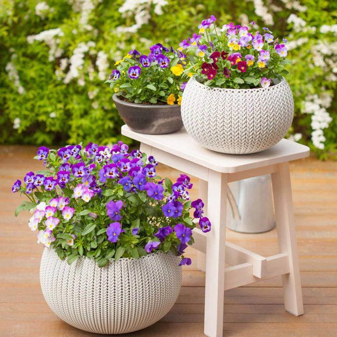 11 Low-Maintenance Flowers You (Practically) Can’t Kill
