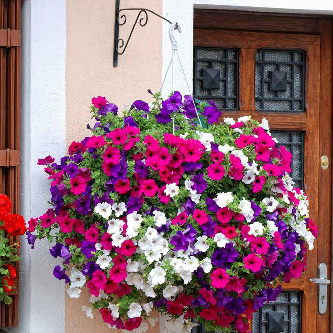 11 Low-Maintenance Flowers You (Practically) Can’t Kill
