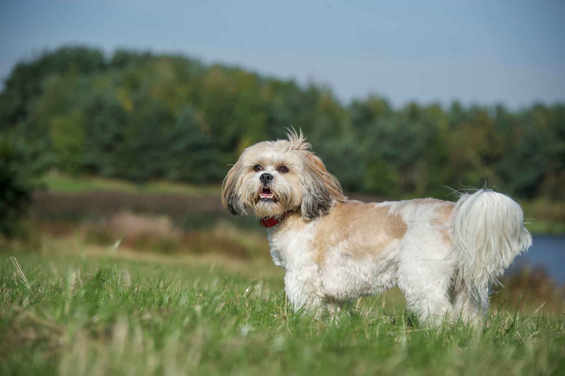 The 30 most popular dog breeds in the world