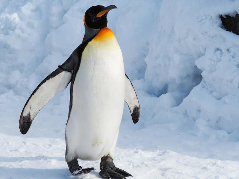 Surviving Nature’s Freezers: Meet the Animals Thriving in Earth’s Polar ...