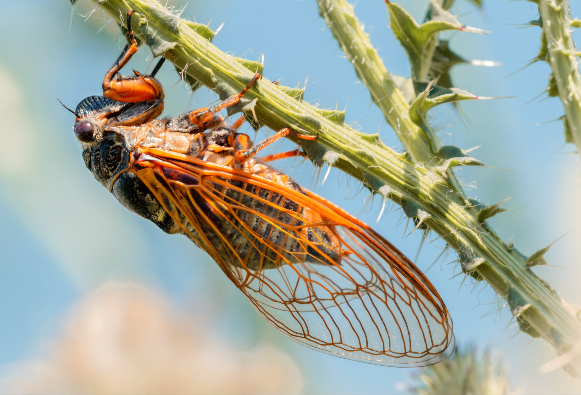 Zwierzęta o najkrótszej długości życia