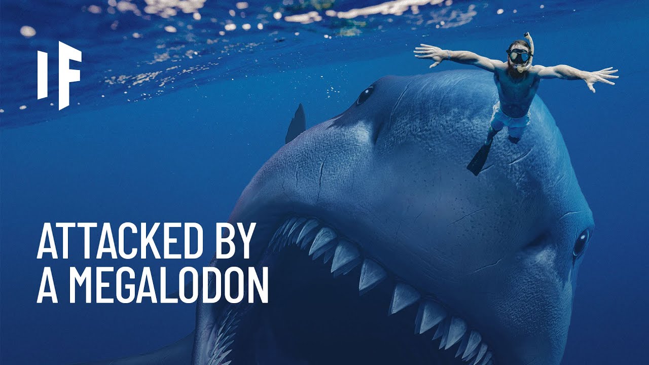 Could you survive a megalodon attack?