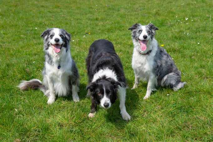 18 Smartest Dog Breeds, Ranked for Intelligence