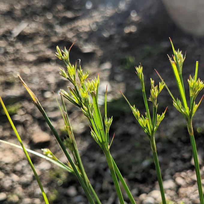 7 Native Grasses To Plant in Your Yard