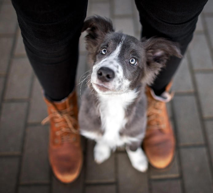 Why using consistent dog training signals stops bad behavior