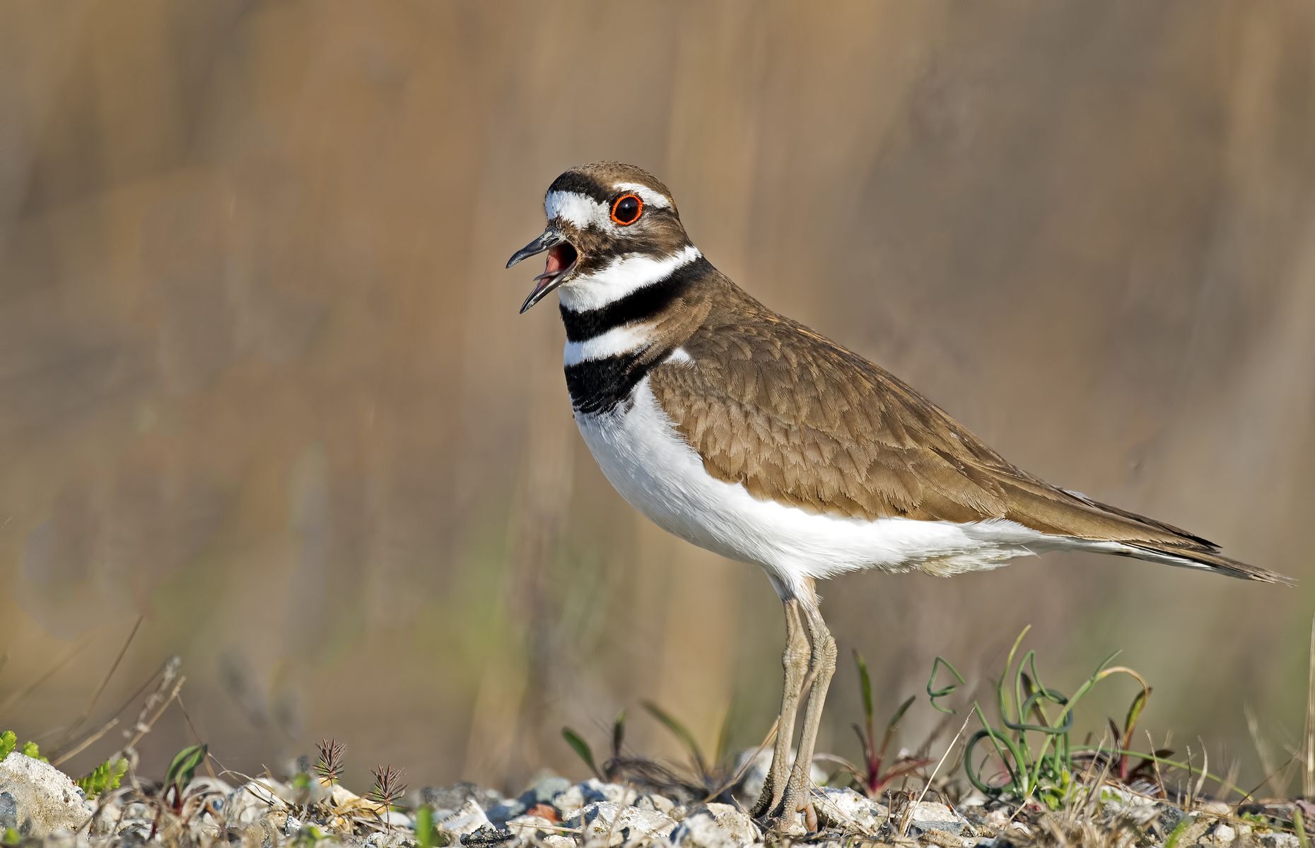 The dumbest animals in the world