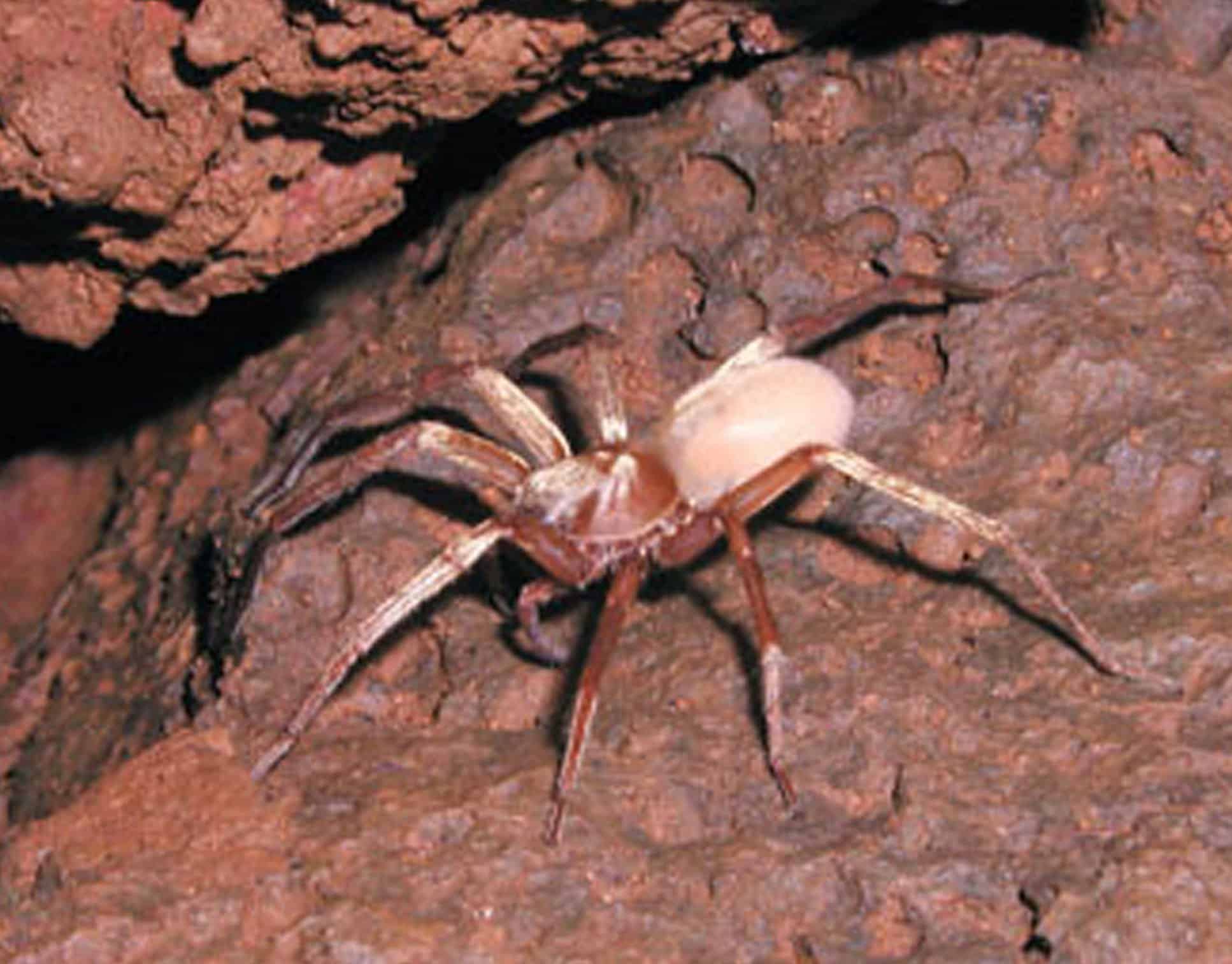 7 Animals Adapted to Living in Total Darkness