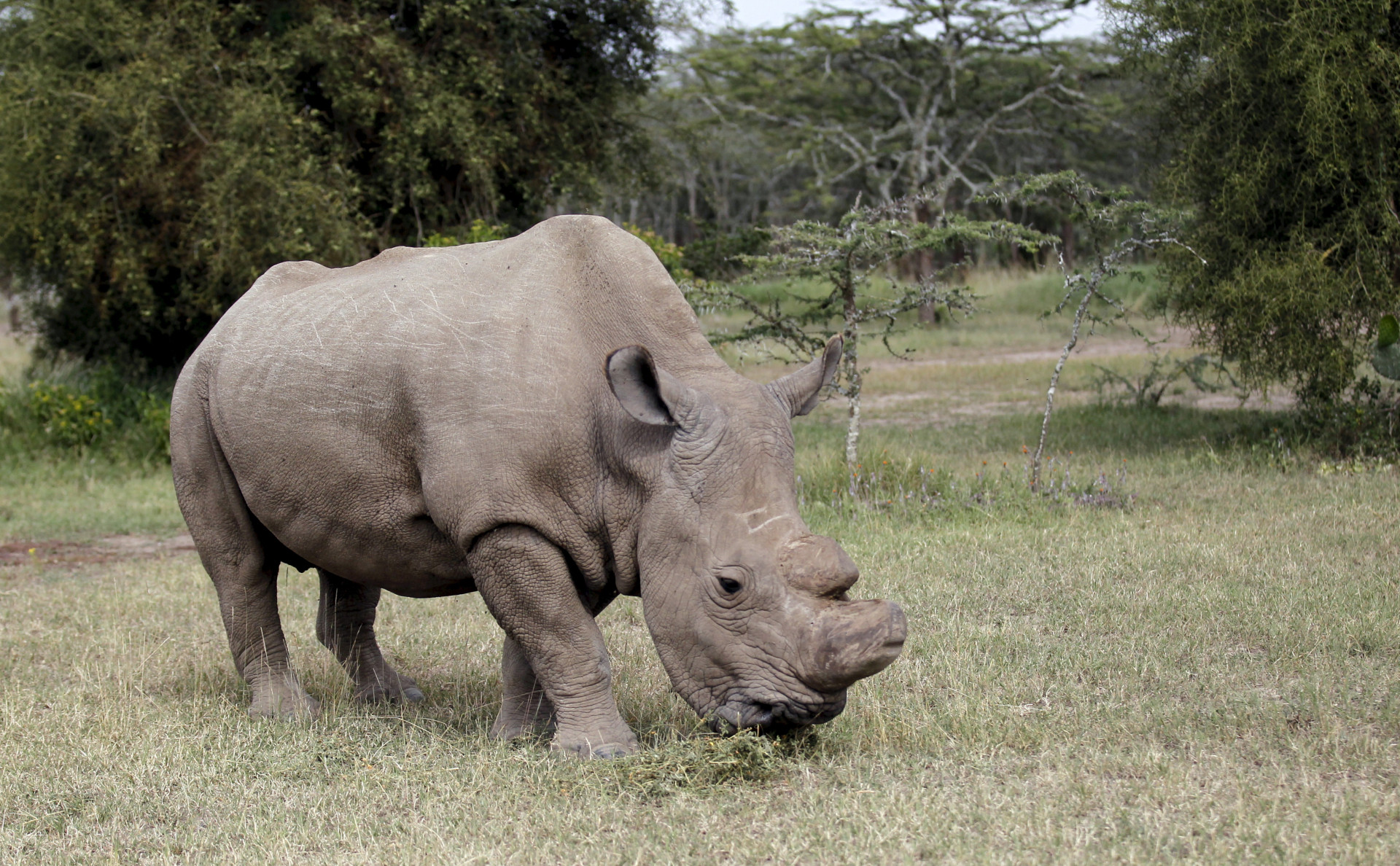 Lost animal species that returned from extinction
