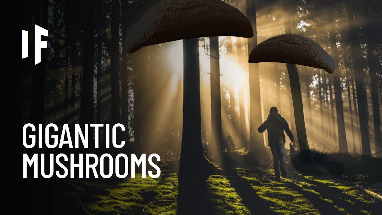 What if giant mushrooms grew across Earth and overtook cities?