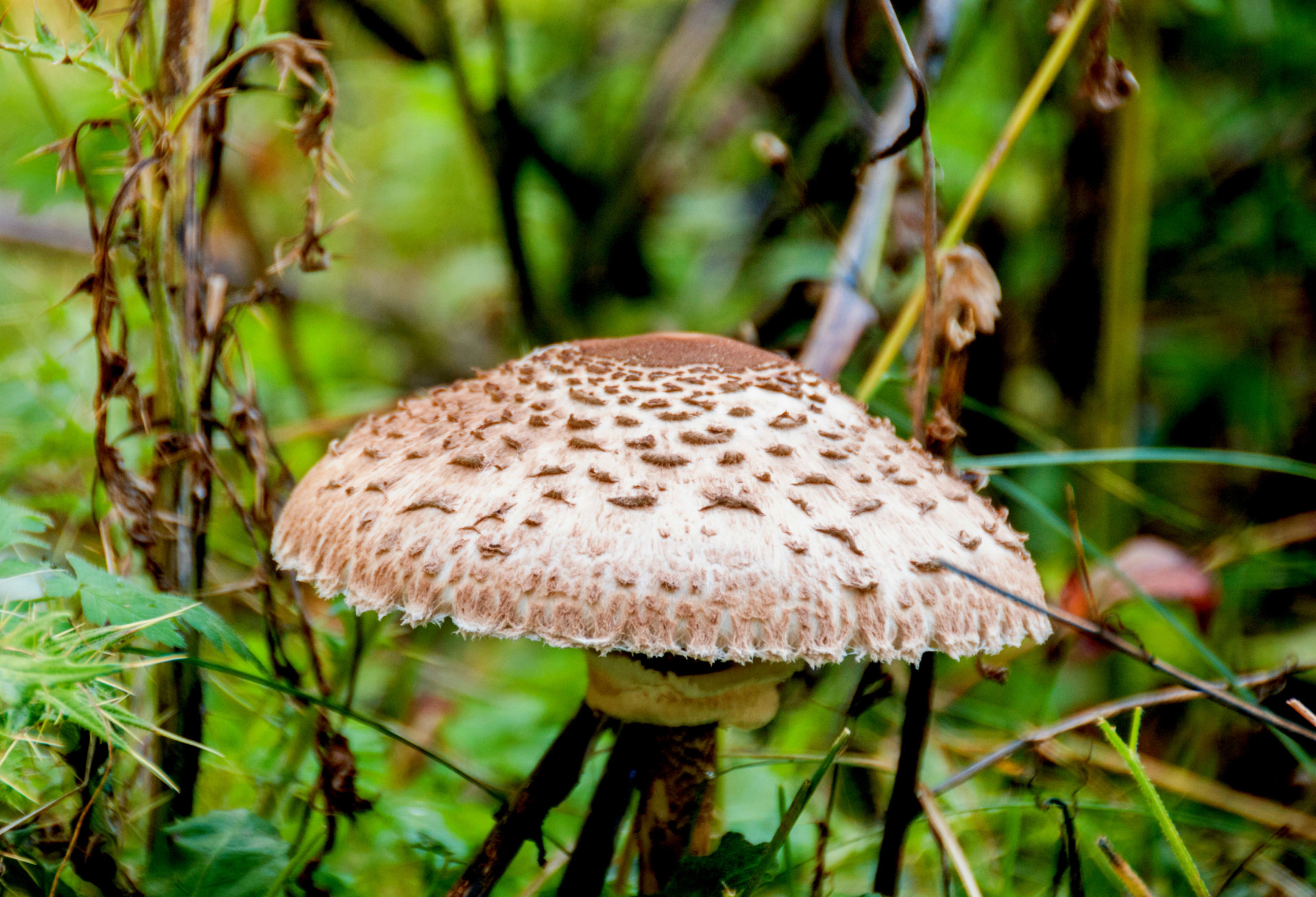 Fatal fungi and other deadly mushrooms