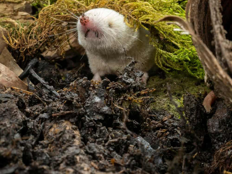 Not Just Snakes: 9 Mammals That Developed Venom