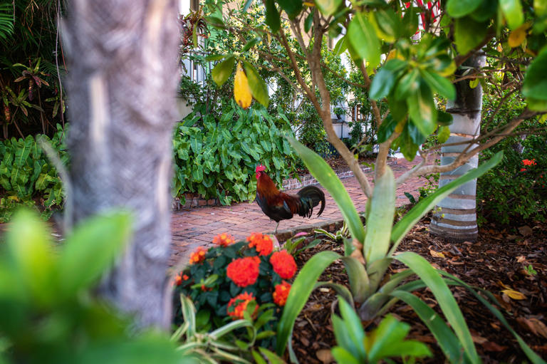 18 Exciting Things for Families to do in Key West