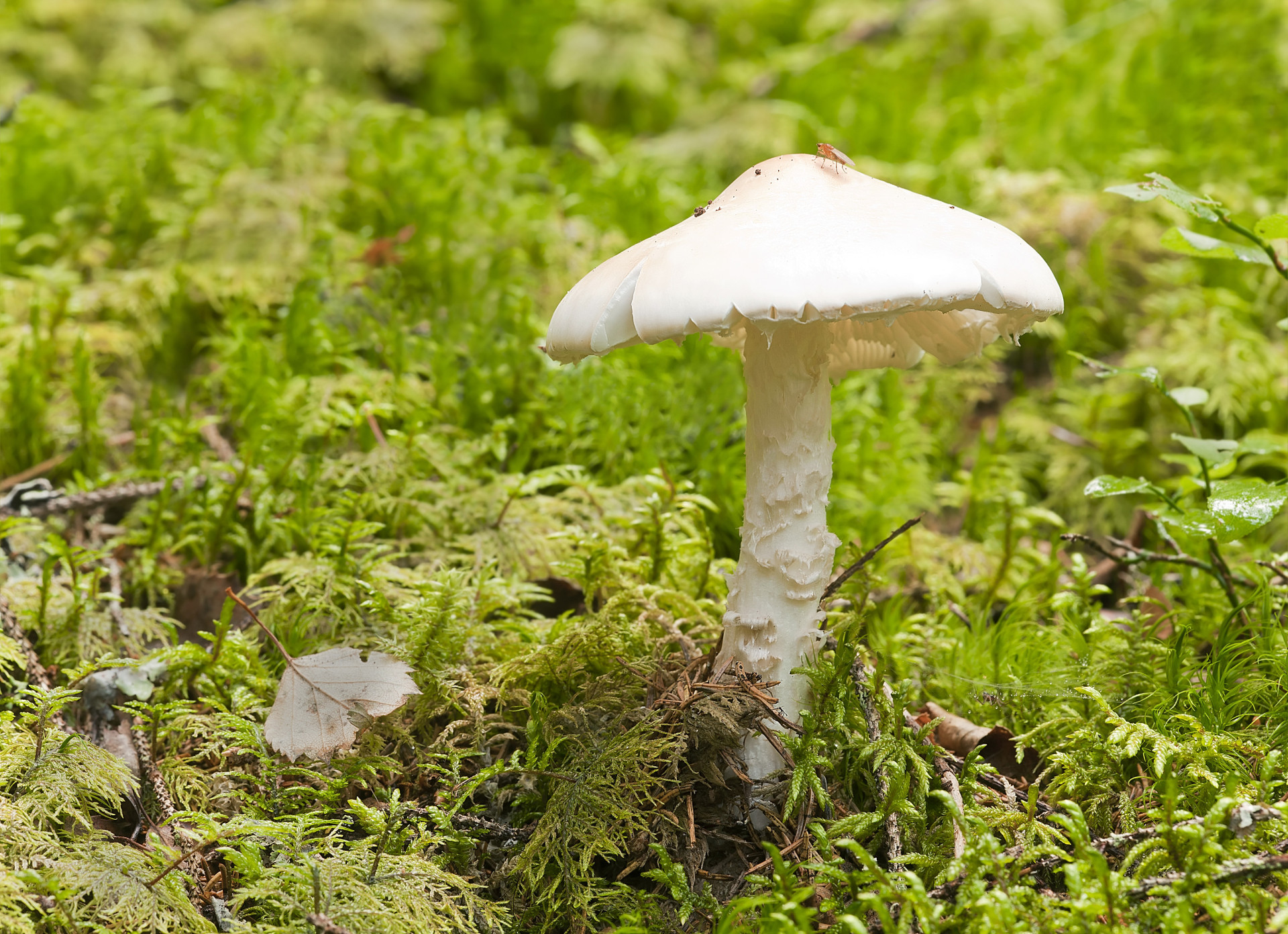 Fatal fungi and other deadly mushrooms