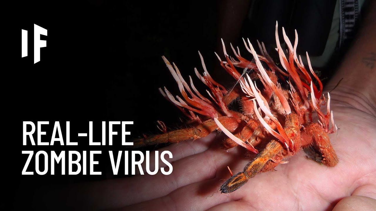 Infected by Cordyceps: A Zombie Apocalypse?
