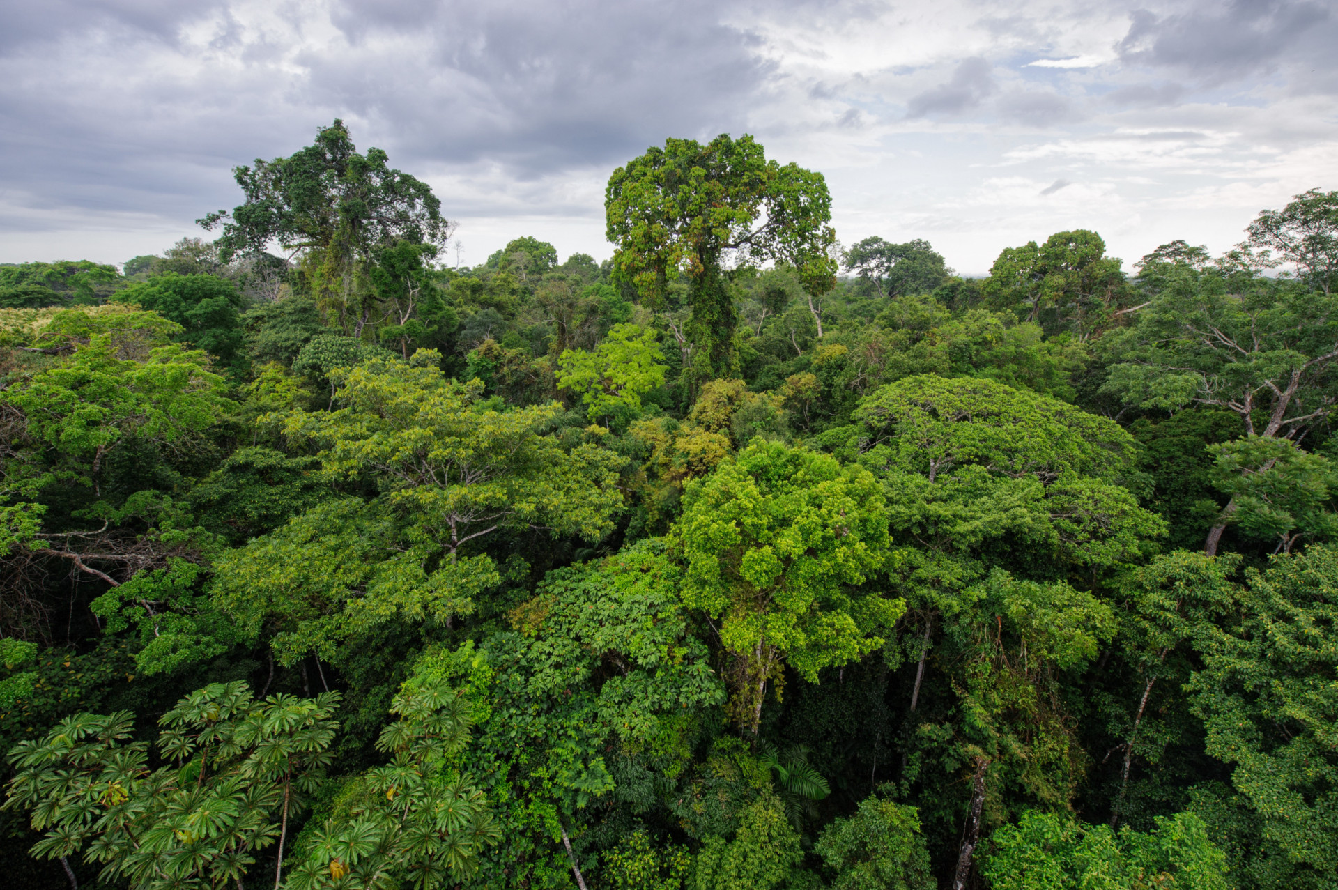 Découvrez le pays avec la plus grande forêt du monde