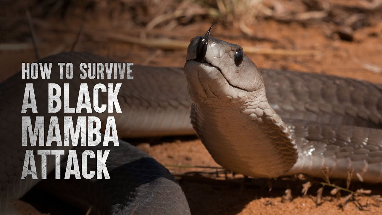 Surviving a black mamba attack