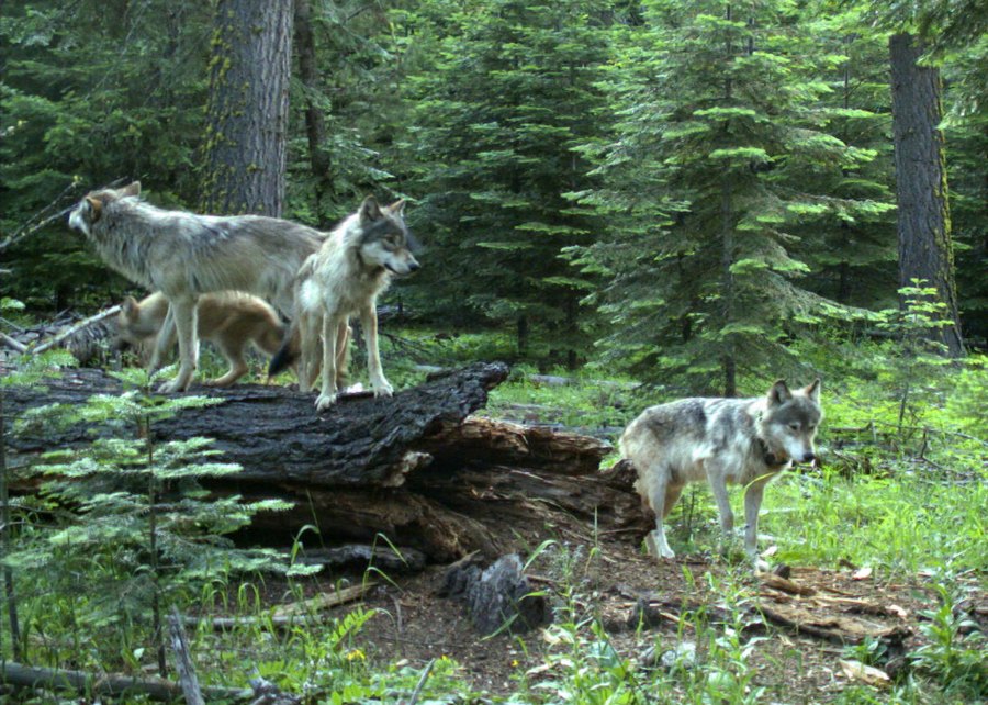 Illegal killing of endangered gray wolf in Sisters, Ore. prompts ...