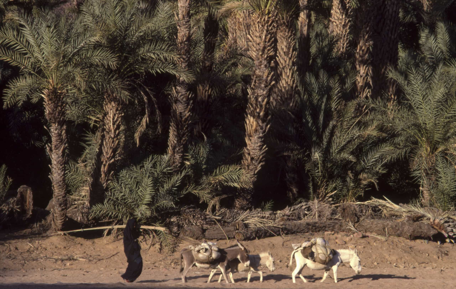 Les plus belles oasis du monde entier