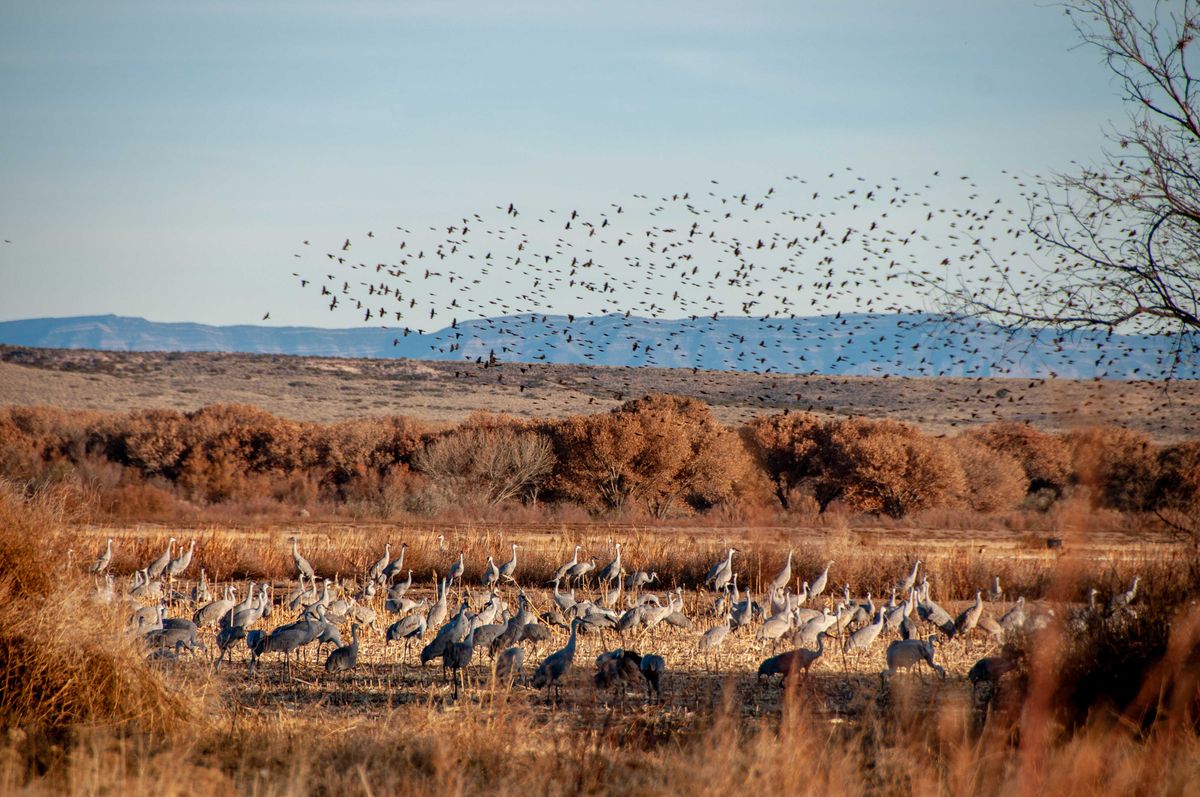 The top ten best places in the US to go bird-watching