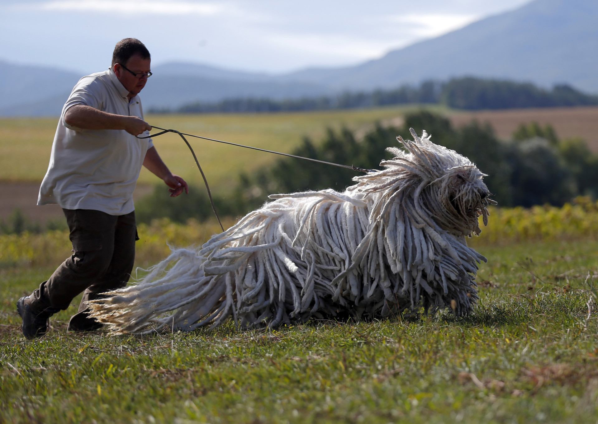 At our service: the dogs that help humanity