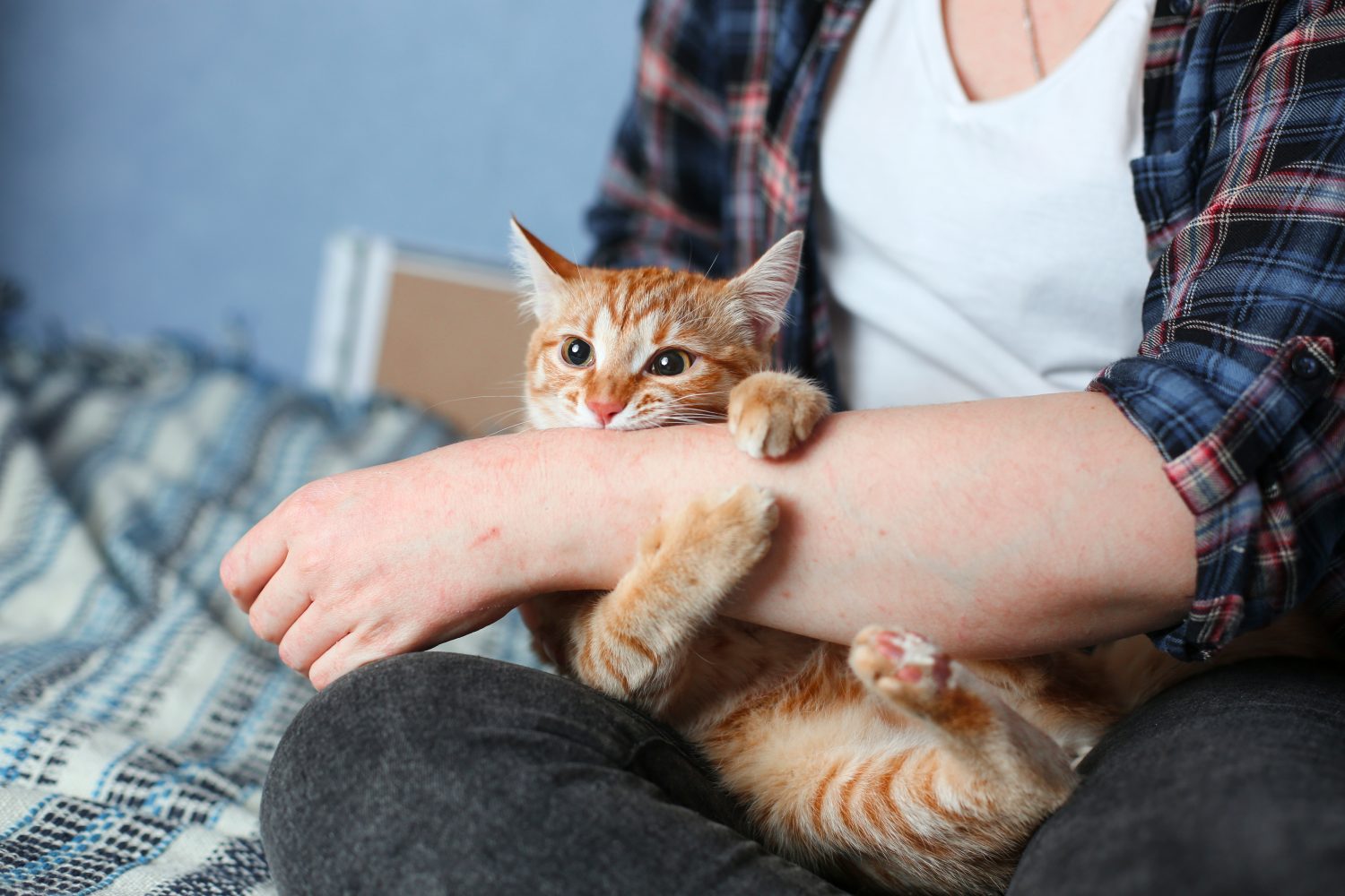 15 Annoying Things Cats Do