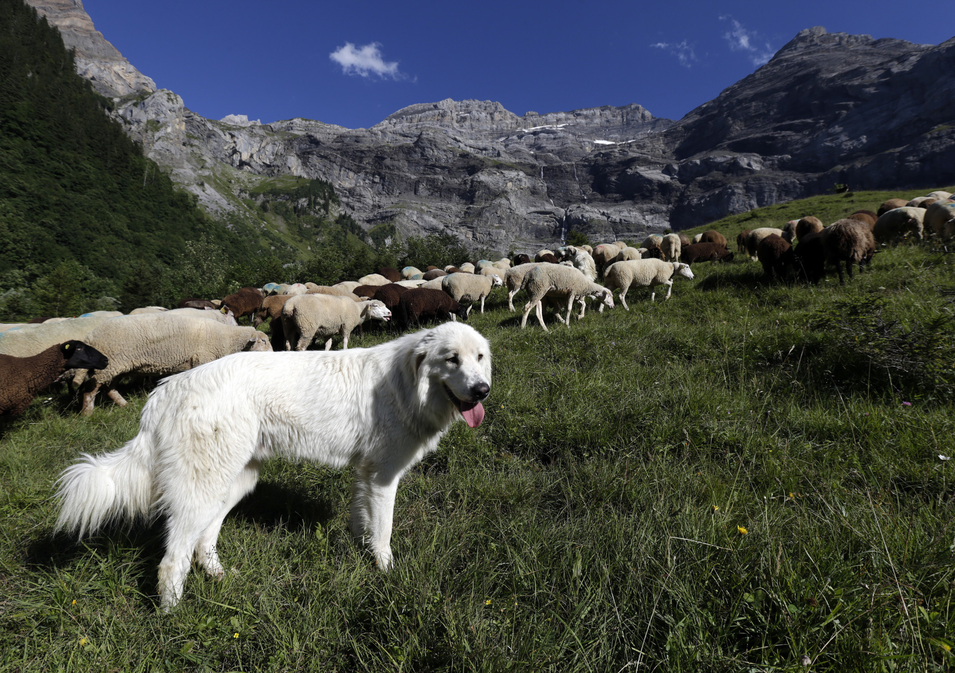At our service: the dogs that help humanity