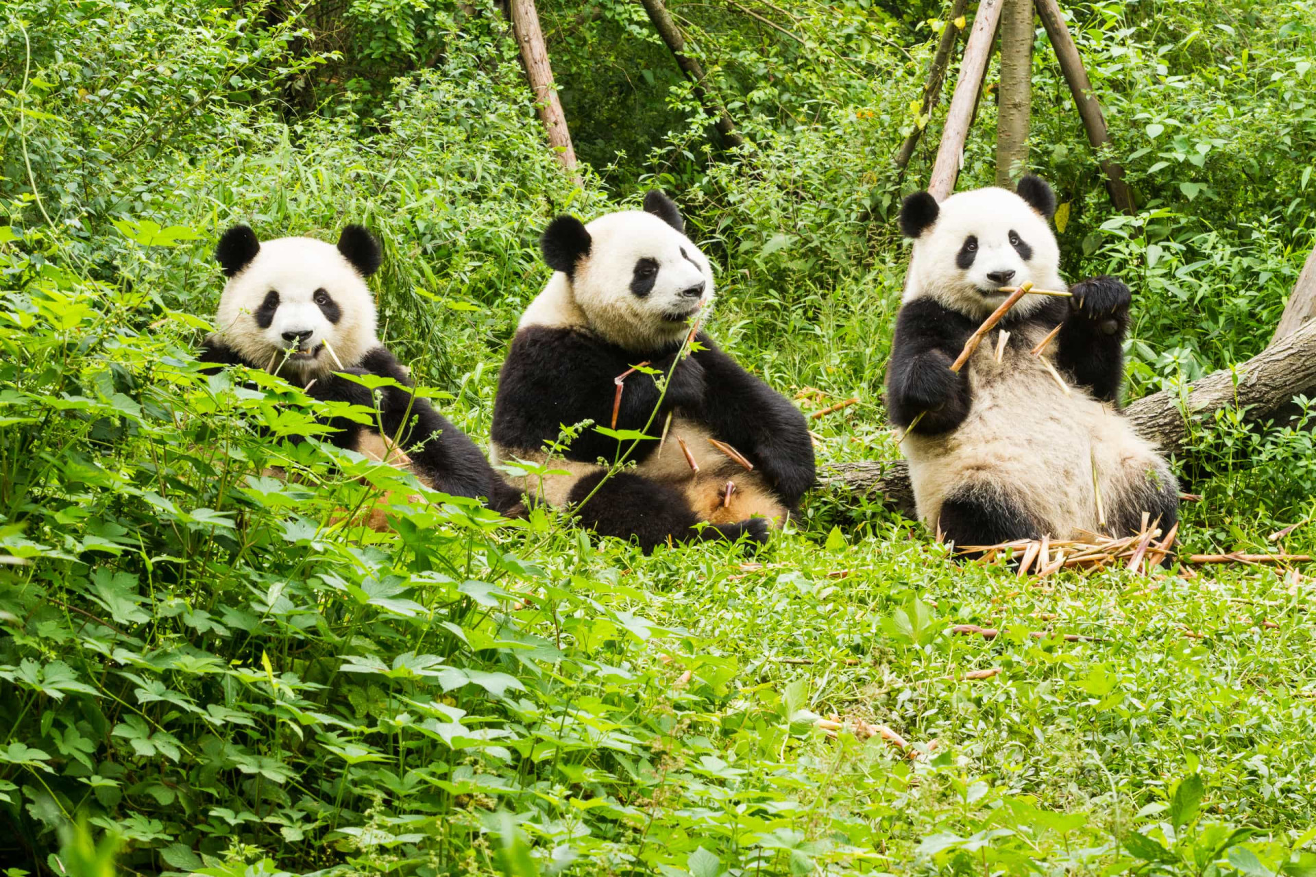 The laziest animals on the planet, and their hilarious quirks