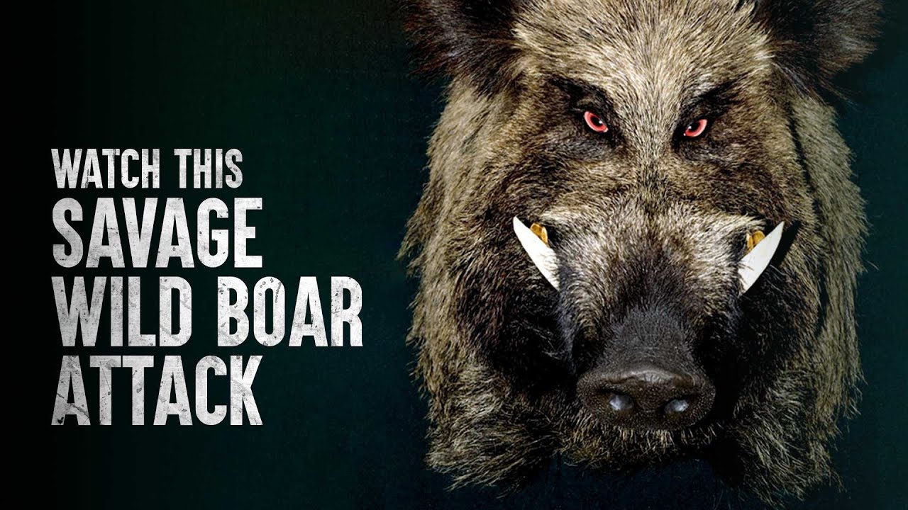 Surviving a Wild Boar Attack