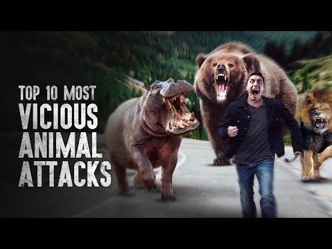Top 10 Animal Attacks and How to Survive