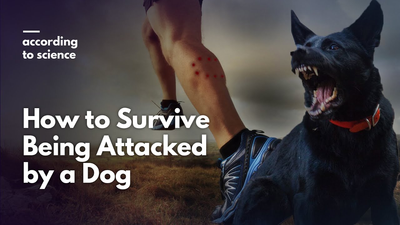 What Actually Helps You Survive A Violent Dog Attack