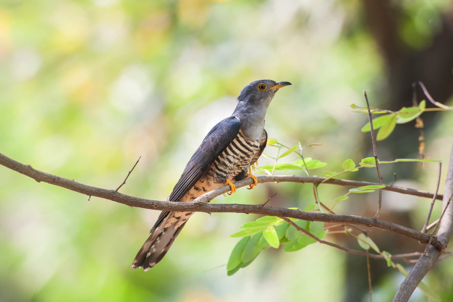 The laziest animals on the planet, and their hilarious quirks